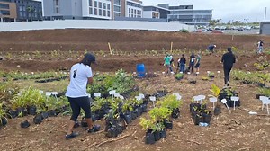 We’re tackling climate change one tree at a time! PwC staff rolled up their sleeves to plant endemic trees in Telfair, Moka. Not only are we growing a green sanctuary, but we’re also sowing seeds for the generations to come. | PwC Mauritius