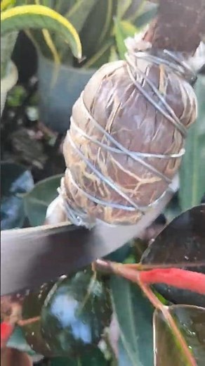 Rubber Tree Miracle! See What Happens After Air Layering