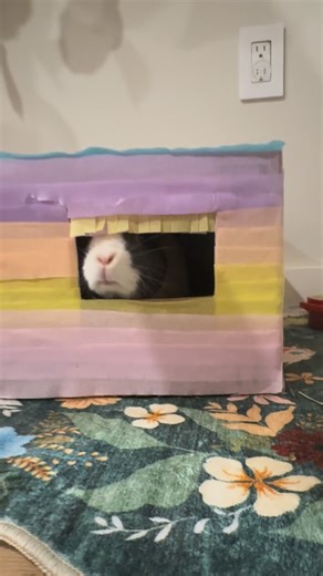 Cecil The Brooklyn Dutch Bunny on Instagram: "Merry Christmas Eve! ❣️ I repurposed and decorated a cardboard box for Cecil 🐰📦 and added a little door and window 🚪🪟 I have been hiding little treats in there every day for him 🥰 But then I realized I should’ve made the window a tad bigger because clearly he wanted to jump out of there 😅😂 What sort of Christmas cheers will you be celebrating this week? ❤️"