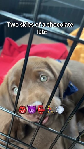We love both of his personalities 🤎🤎 #chocolatelab #dogsoftiktok #funnypets #zoomies #twopersonalities