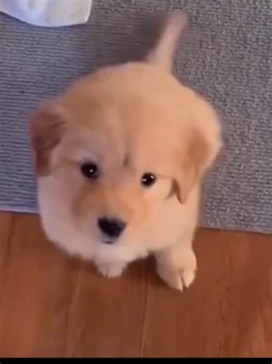 please dont flop! | #puppyregression #fyp #puppy | puppy