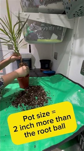 Repotting Dracaena Marginata / Dragon tree