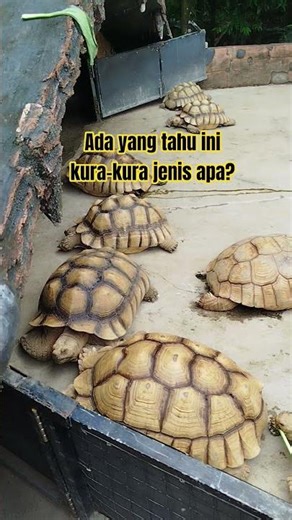 tau gak ini jenis apa.. #shortvideo #kurakurasulcata #minizoo #majalengka