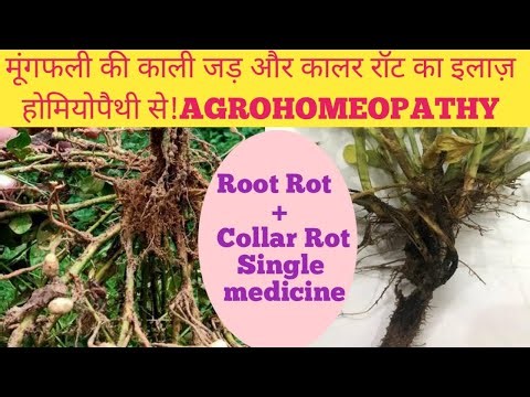 Homeopathic treatment of ROOT ROT & COLLAR ROT in Groundnut#जड़_गलन#काली_जड़