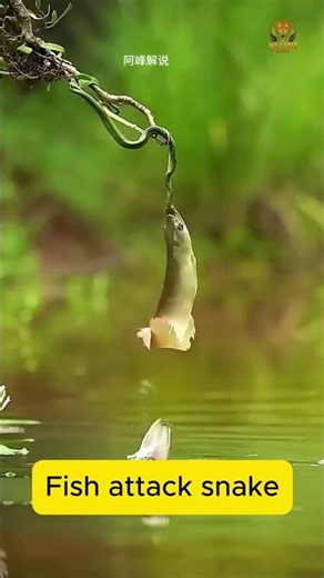 Fish vs Snake – Nature’s Incredible Moment #animals #naturedocumentary #wildlife