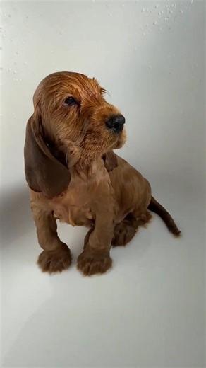 107K views · 2.7K reactions | My first bath   @rose.cockerspaniel | Cocker Spaniel Lovers | Facebook