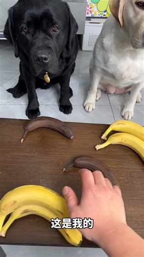 I am very Bad 😭🐕😇#ytshorts #shorts #shortvideo #short #labrador #dog