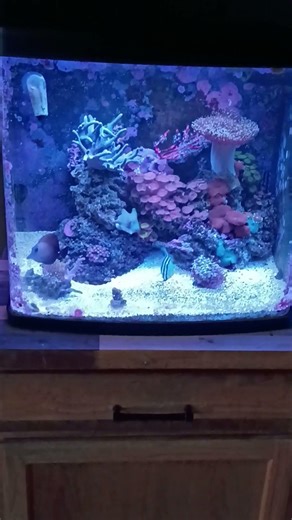 32 gallon Biocube 1yo.