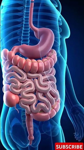 Inside the Human Body: A Tour of Your Internal Organs