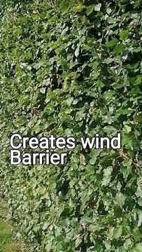 How to grow a Green Beech (Fagus sylvatica) Hedge.