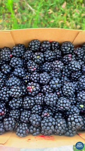 WARNING: You're about to miss out on the ultimate summer adventure! ☀️ Unplug in Bucks County, PA and discover Hellerick's Adventure Farm - where fun has no limits! What will you do first? | Visit Bucks County