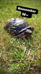 5.8K views · 106 reactions | We often see gopher tortoise patients...