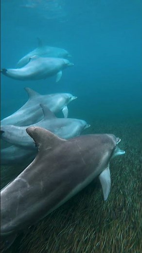 GoPro Underwater highlight reel