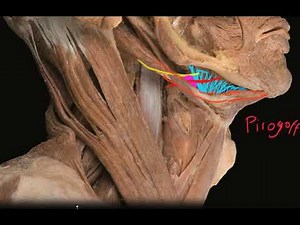 Triángulos del cuello