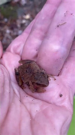 This cute chorus frog (aka spring peeper) will be singing from the trees next spring