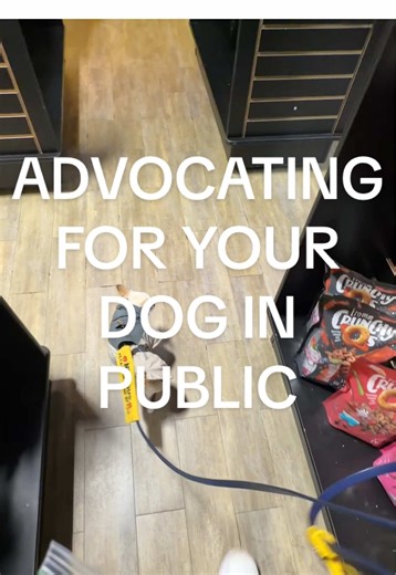 Advocating for Small Dogs: Building Confidence in Chihuahuas