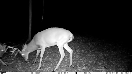 1.5K views · 13 reactions | Whose phone is lighting up with #CovertCaptures of bucks getting scrappy? Tag us in your videos. We want to see them! #CovertCameras | Covert Scouting Cameras | Facebook