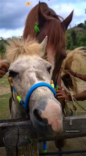 Horses in Farm Mating - Wildlife Freedom
