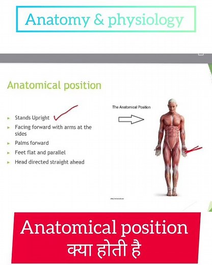 Anatomical positions | Anatomy position |