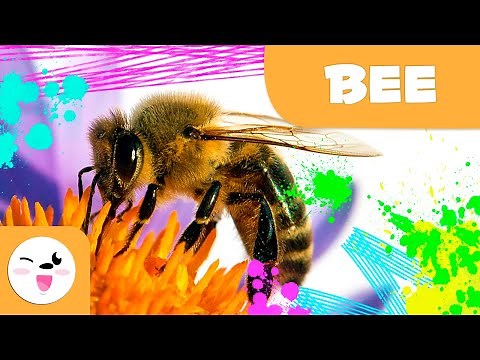 Bee 🐝 Animals for Kids 🍯 Episode 4