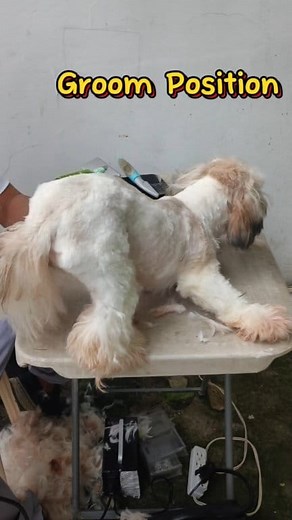 Groom Position #mashipango #shihtzu #cute #funny #reelsviralシ #reelsfypシ #funnyreels #shihtzucommunity #goodvibes #fblifestyle | Czarina Ann Bulado
