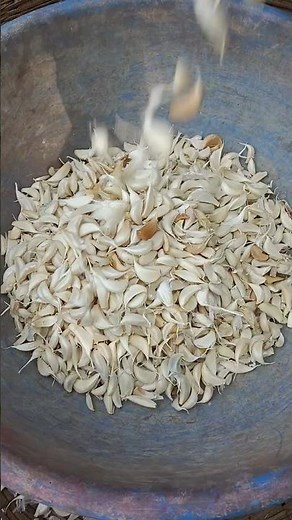 Garlic Grading By Threaser || थ्रेसर से लहसुन की छटाई।