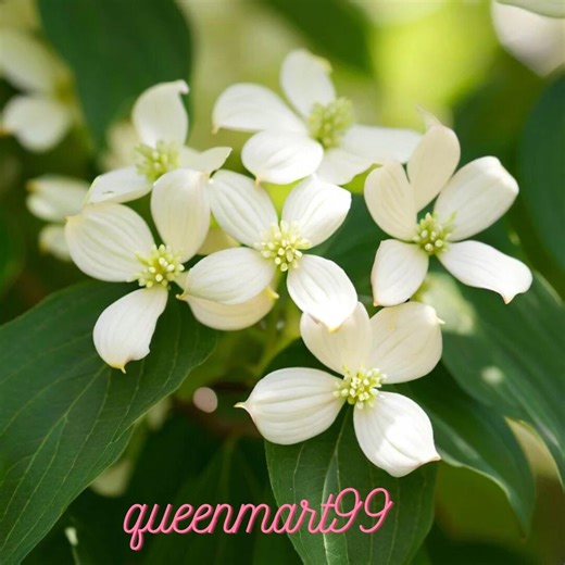 10 White Flowering Dogwood Seeds | Cornus Florida | Small Ornamental Tree | Non-gmo - Etsy