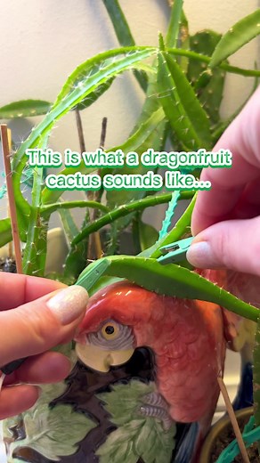 2.4K views · 17 reactions | What plant should we listen to...