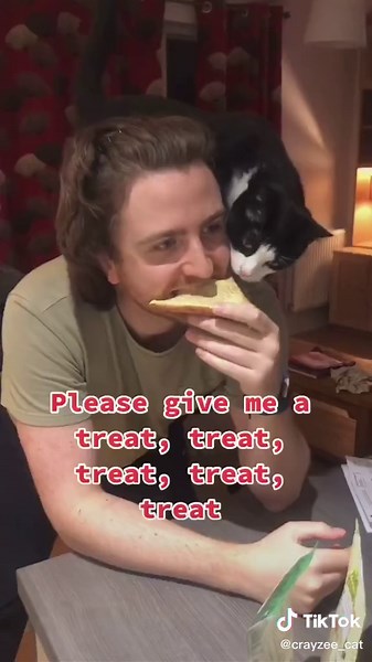 Katy Cat Parody: Shake It Off by Taylor Swift