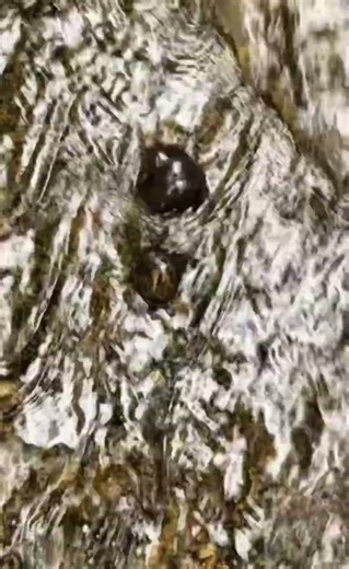 Shellfish Living by the river.🙀🥰 #nature