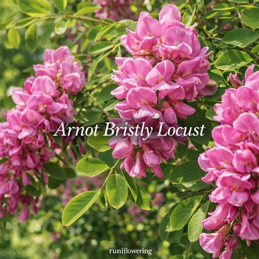 20 Arnot Bristly Locust Seeds, Hardy Flowering Shrub With Fragrant Pink Blooms - Etsy