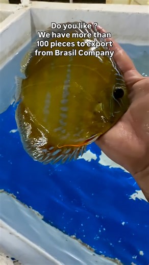Do you like we can export from Brazil ask price list next week . | Santarem Discus Plus