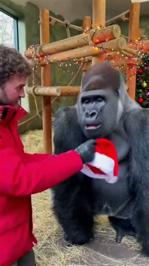 This Gorilla's Reaction To A Santa Hat Is Priceless! 😂