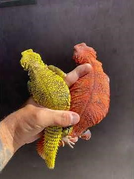 A Little Bit About Uromastyx Geyri