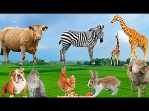 Cute Animal Sounds: Rabbit, Pig, Goat, Chicken, Dog, Cat - Animal Videos