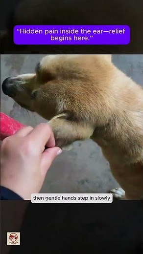 “Huge Flea Removed From Dog’s Ear | Extreme Dog Flea Infestation Treatment”