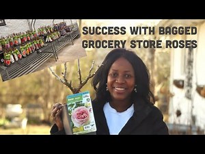Tips for planting bagged store roses ( beginner's guide to bare root roses)