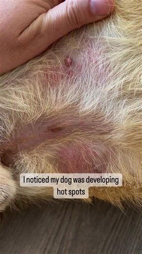 🏠 At home help for 🔥 Hot Spots Hot spots or Pyotraumatic Dermatitis is typically a well defined area of red, swollen skin and hair loss. Common causes include food sensitivities, itching due to fleas, environmental allergies, chronic moisture and contact with irritants. It is most important to get to the root cause! For food sensitivities, I use Nutriscan (code JUDY10 for a discount). For environmental allergies, I used Spectrum Labs. Work with your vet on this. Good grooming is critical for h