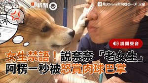 531K views · 15K reactions | 就說女生很敏感吧(#孟孟仔) 柴犬Nana和阿楞的一天 VS Media...