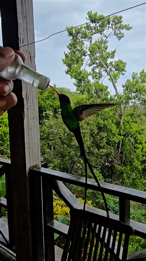 396K views · 5.9K reactions | They move so effortlessly 朗 | Furry Tails | Facebook