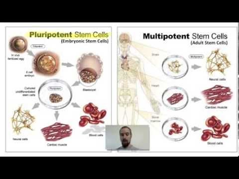 Biology 07-6 Cell Differentiation and Stem Cells