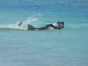 19 reactions | Shark of the morning to you!  Your shark of the day...