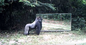 Gorilla thinks his reflection is another gorilla coming to steal - goes wild to scare him away