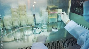 Scientist use fire to sterilize equipment and collect sample in laboratory