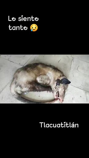 14K views · 373 reactions | Ya lo acudimos al rescate de un macho adulto con poli fracturas en el cráneo no había mucho que hacer más que ayudarlo a descansar lo siento tanto pequeño. | Tlacuatitlán - Lugar de Tlacuaches - | Facebook