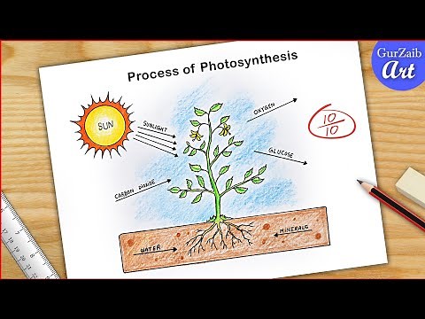 Process of Photosynthesis Diagram Drawing CBSE || easy way || labeled Science project