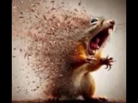 Loozs Diesel Mechanical Control E2 V2.51 Tutorial