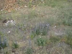 Танец бабочек