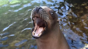 Happy #WorldSeaLionDay from Rockie, our resident California sea lion. As a native species, California sea lions play an important part in the marine food chain, keeping the oceanic ecosystem balanced and healthy. *You* can help keep sea lions healthy by maintaining your distance when observing these majestic creatures along beaches and shores. #SeaLion #Pinniped | Los Angeles Zoo