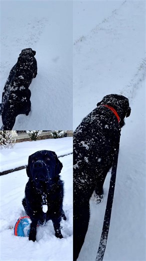 NJ Snow Day!! Bentley out here living his best life, enjoying the snow fall today. It was definitely more than expected, and we loved every minute of it!#fyp #englishlab #njsnow #genxdogmom